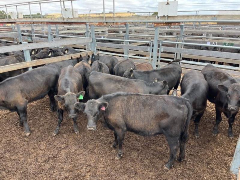 Pen 35/N - 13 Angus Weaner Heifers | AuctionsPlus