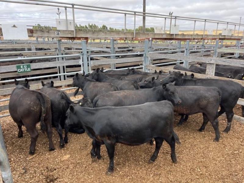 Pen 38/N - 15 Angus Weaner Heifers | AuctionsPlus