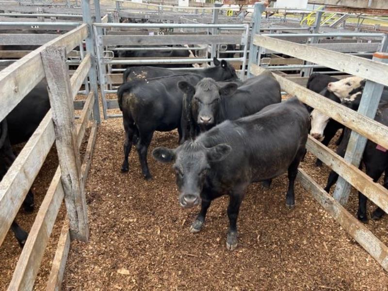 Pen 43/N - 5 Angus Weaner Heifers | AuctionsPlus