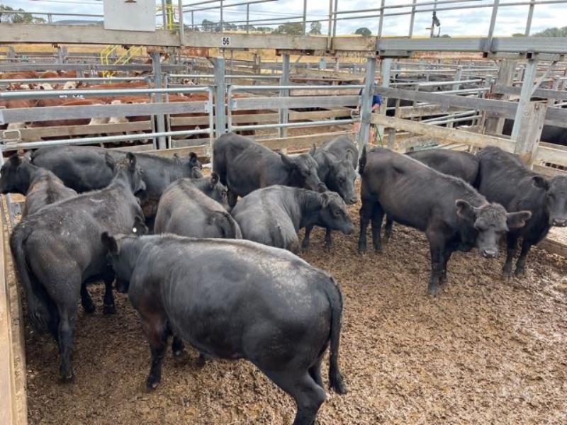Pen 56/N - 11 Angus Weaner Heifers | AuctionsPlus