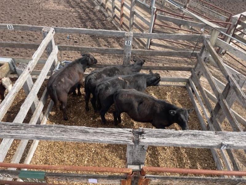 Pen 82/N - 4 Angus Weaner Heifers | AuctionsPlus