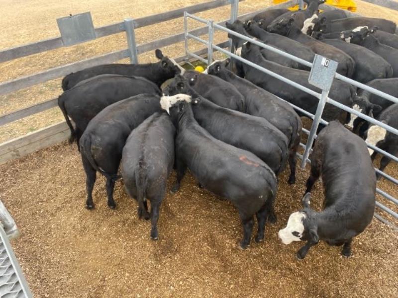 Pen 90/N - 9 Angus X Weaner Heifers | AuctionsPlus
