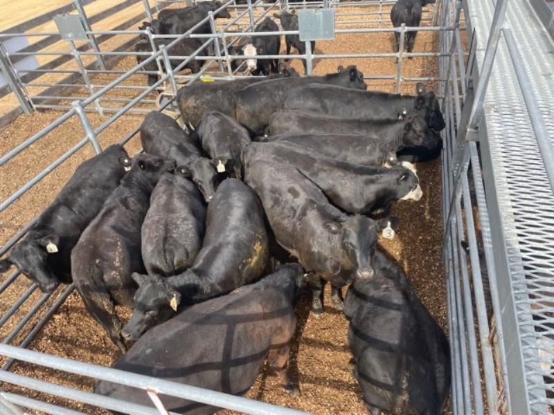 Pen 93/N - 16 Angus X Weaner Heifers | AuctionsPlus