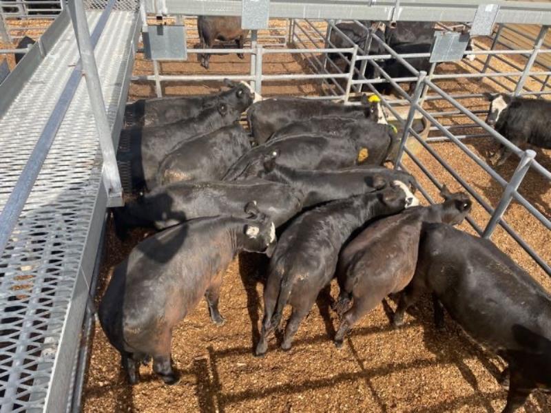 Pen 94/N - 12 Angus X Weaner Heifers | AuctionsPlus