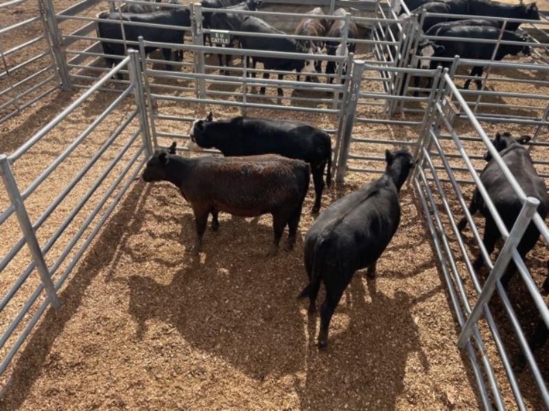 Pen 95/N - 3 Angus X Weaner Heifers | AuctionsPlus