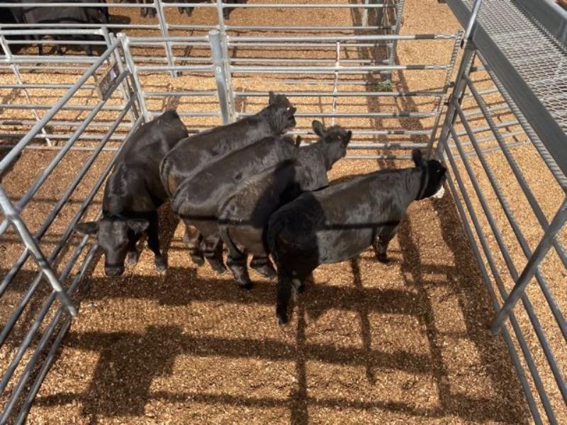 Pen 96/N - 5 Angus X Weaner Heifers | AuctionsPlus