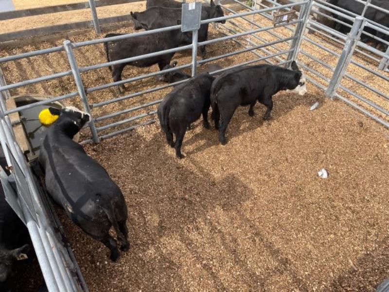 Pen 98/N - 3 Angus X Weaner Heifers | AuctionsPlus