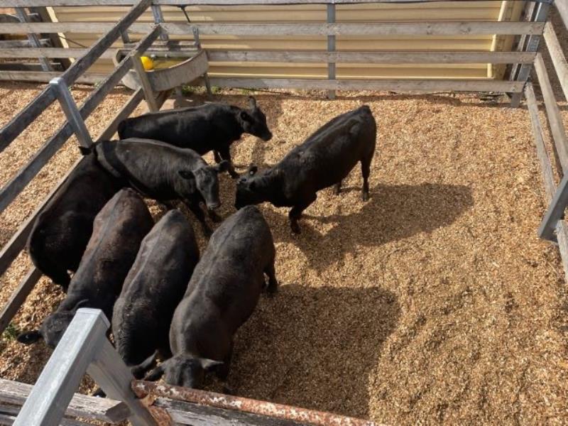 Pen 150/N - 7 Angus Weaner Heifers 247.10kg (Total weight: 1730kg ...