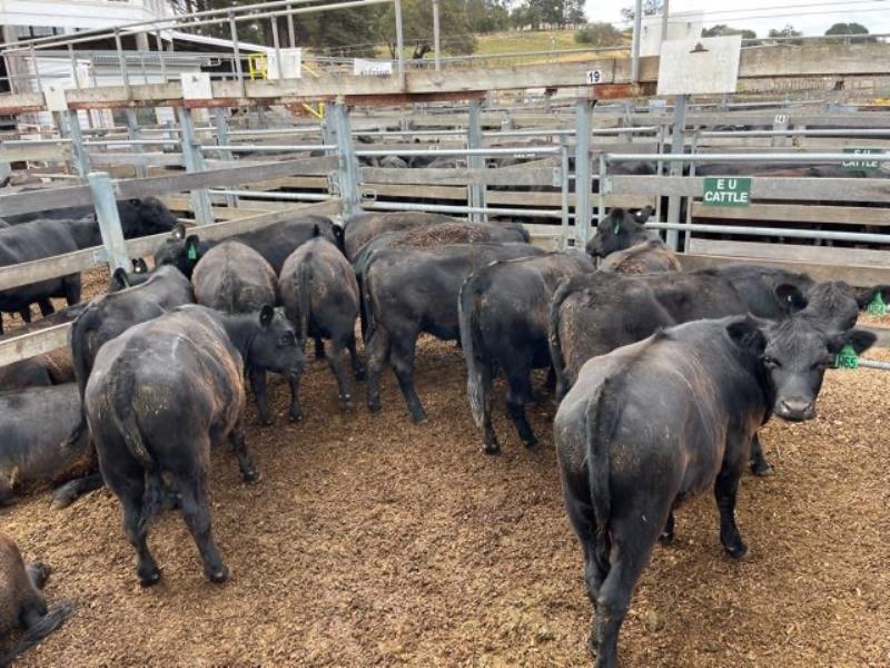 Pen 19/N - 14 Angus Weaner Heifers 293.60kg (Total weight: 4110kg ...