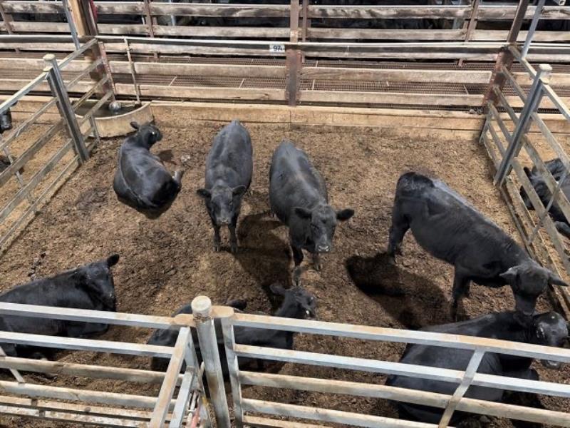 7 Angus Weaner Heifers 260.70kg (Total weight: 1825kg) | AuctionsPlus
