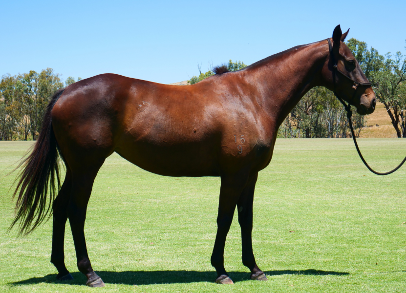 Lot 21 - ORA | AuctionsPlus