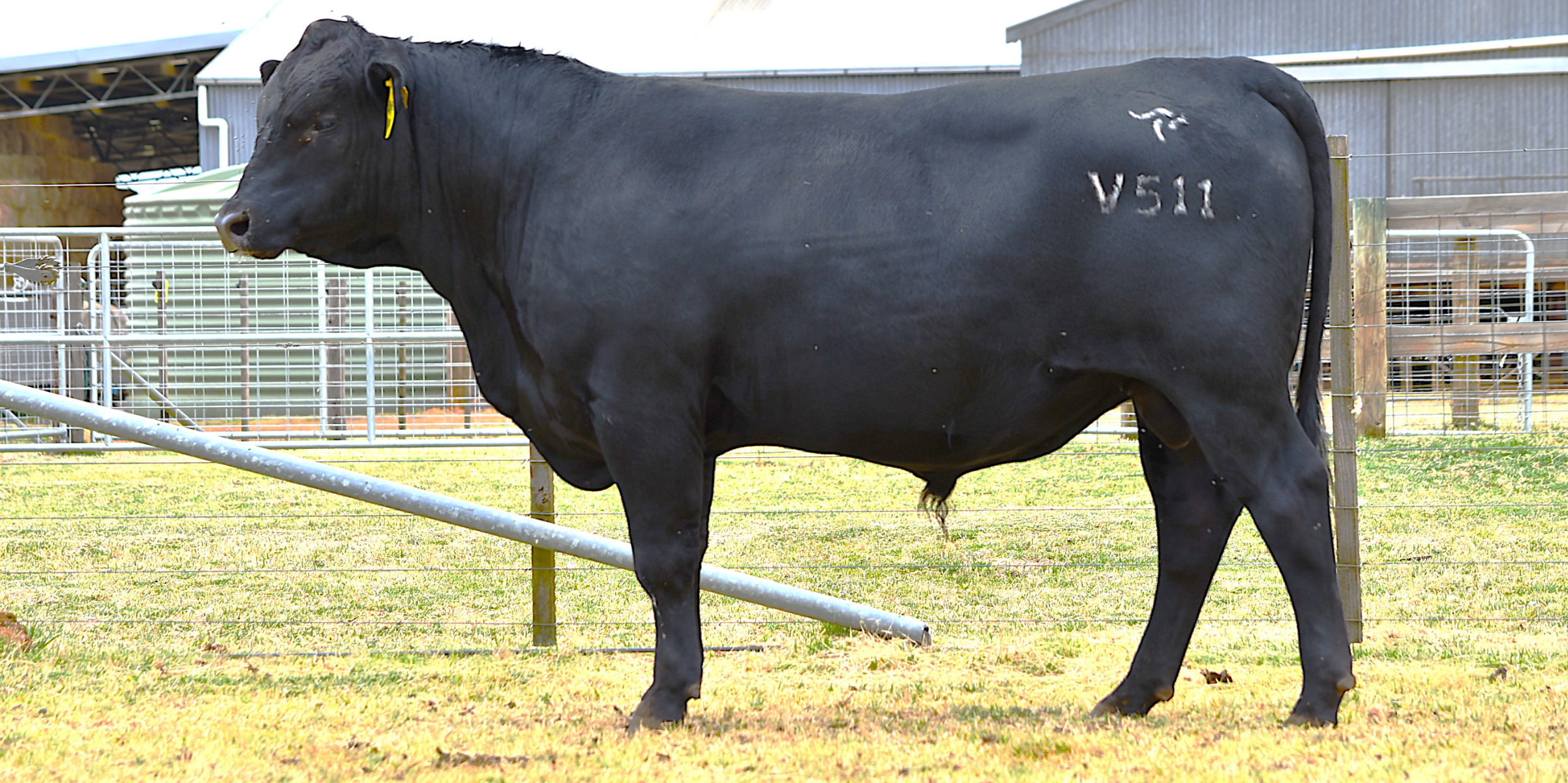 Lot 120 - BOONAROO RESOLUTION V511 | AuctionsPlus
