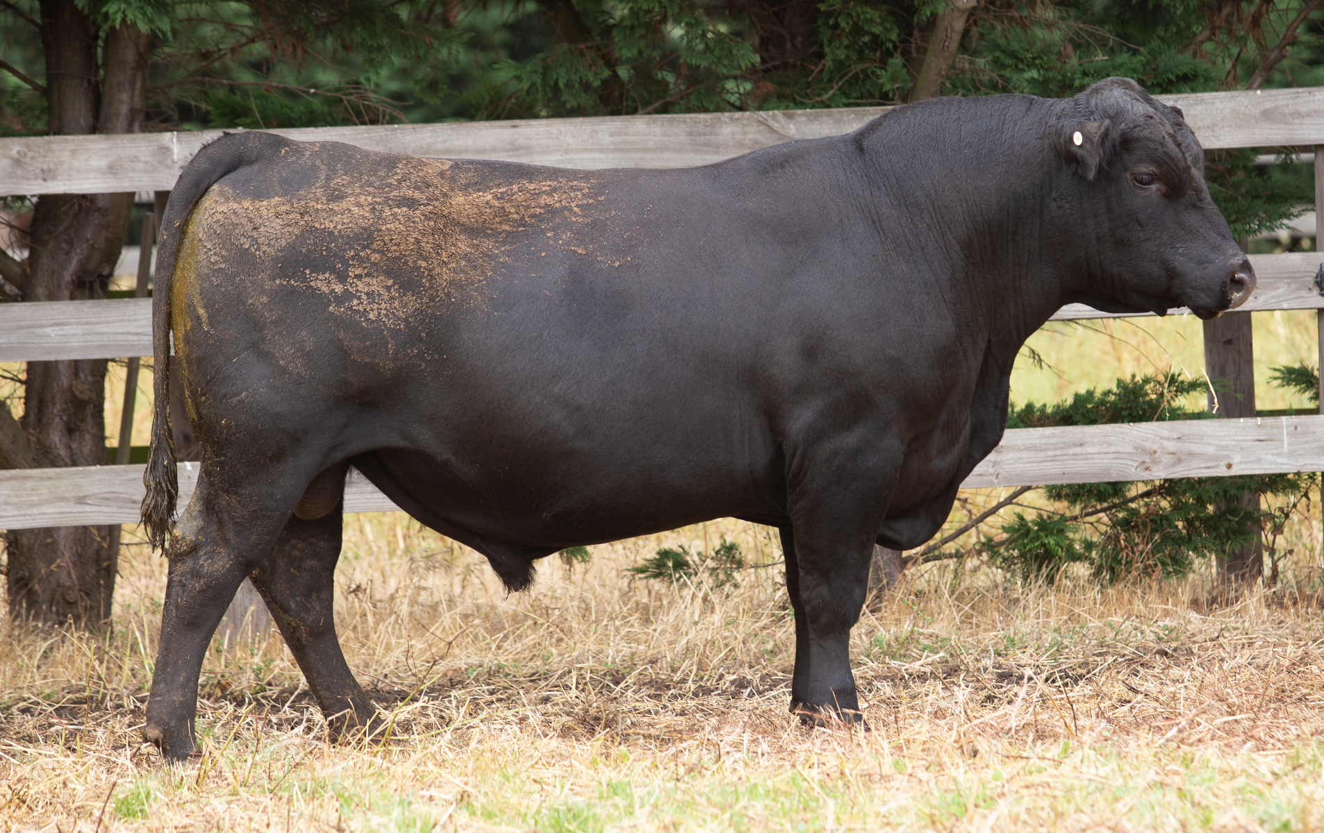 Lot 32 - ARDNO VICTORY V19 | AuctionsPlus