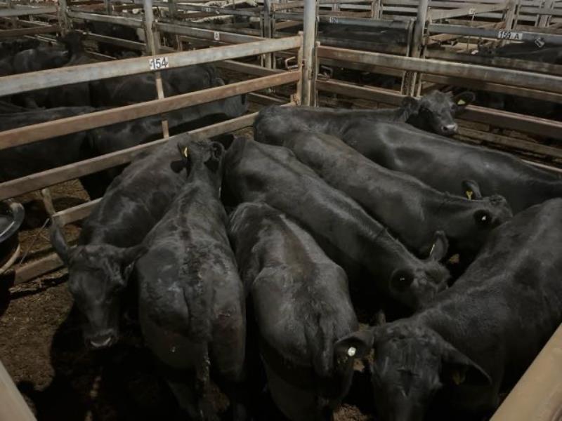 8 Angus Grown Heifers 374.4kg (Total 2995kg) | AuctionsPlus