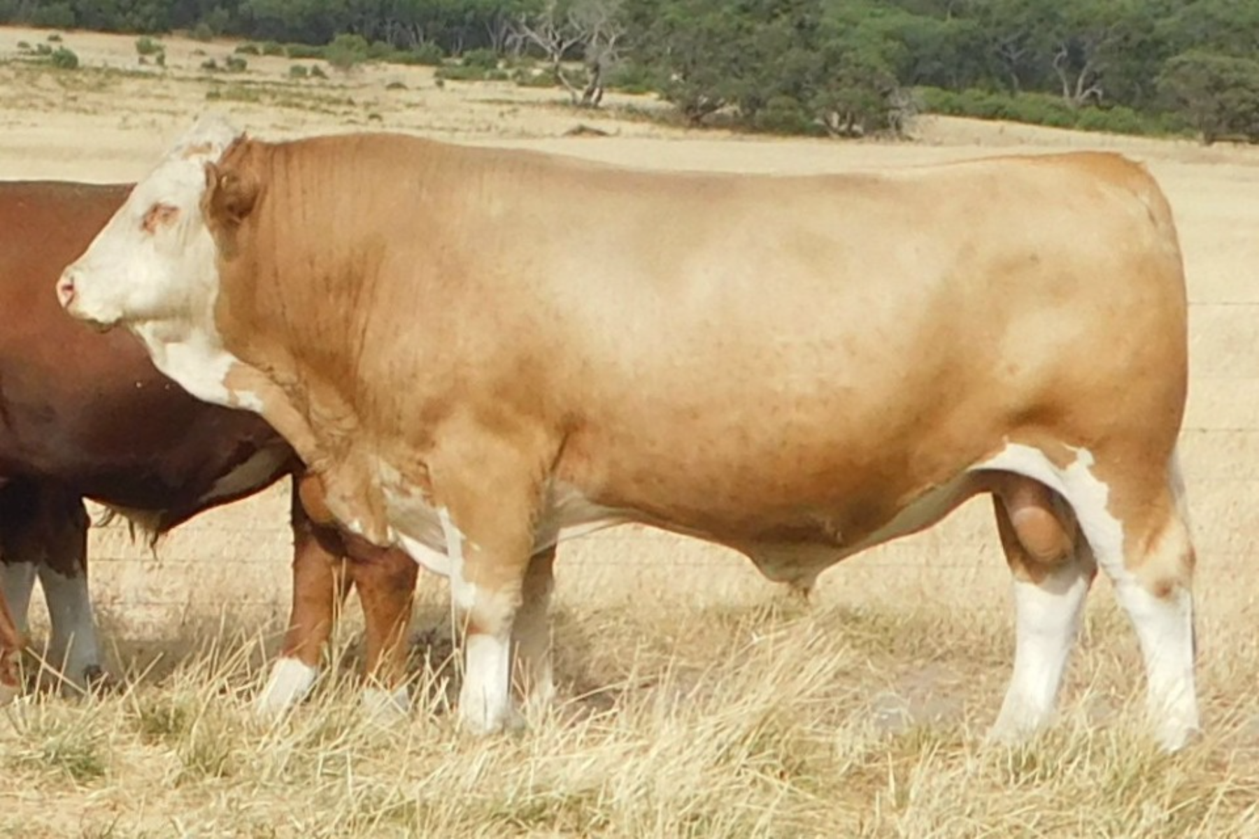 LAKESIDE VIVEK V023 | AuctionsPlus