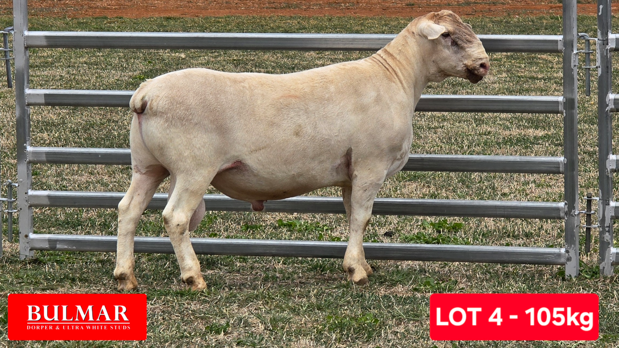 Lot 4 - BULMAR 240480 | AuctionsPlus