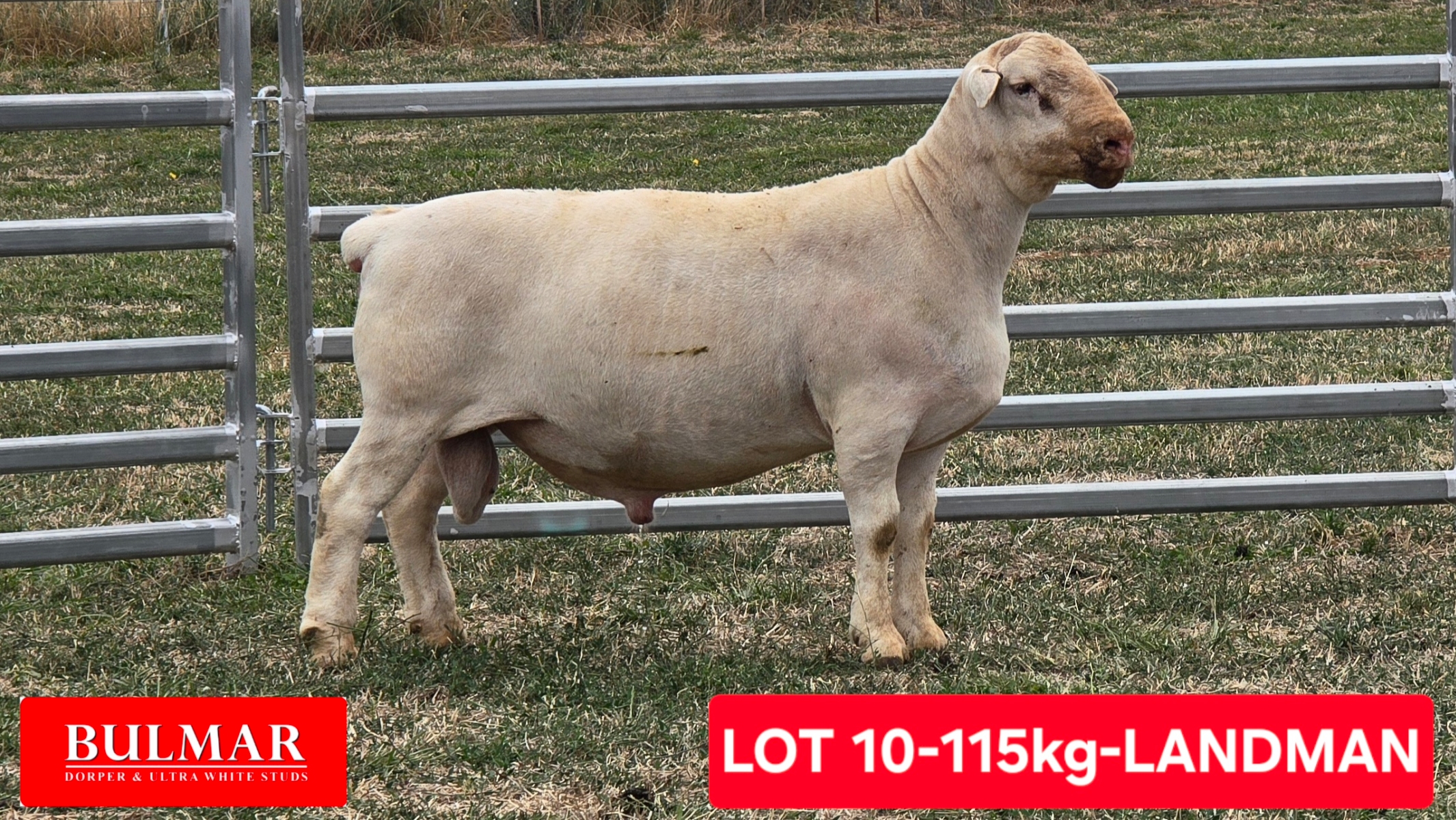 Lot 10 - BULMAR LANDMAN 240633 | AuctionsPlus