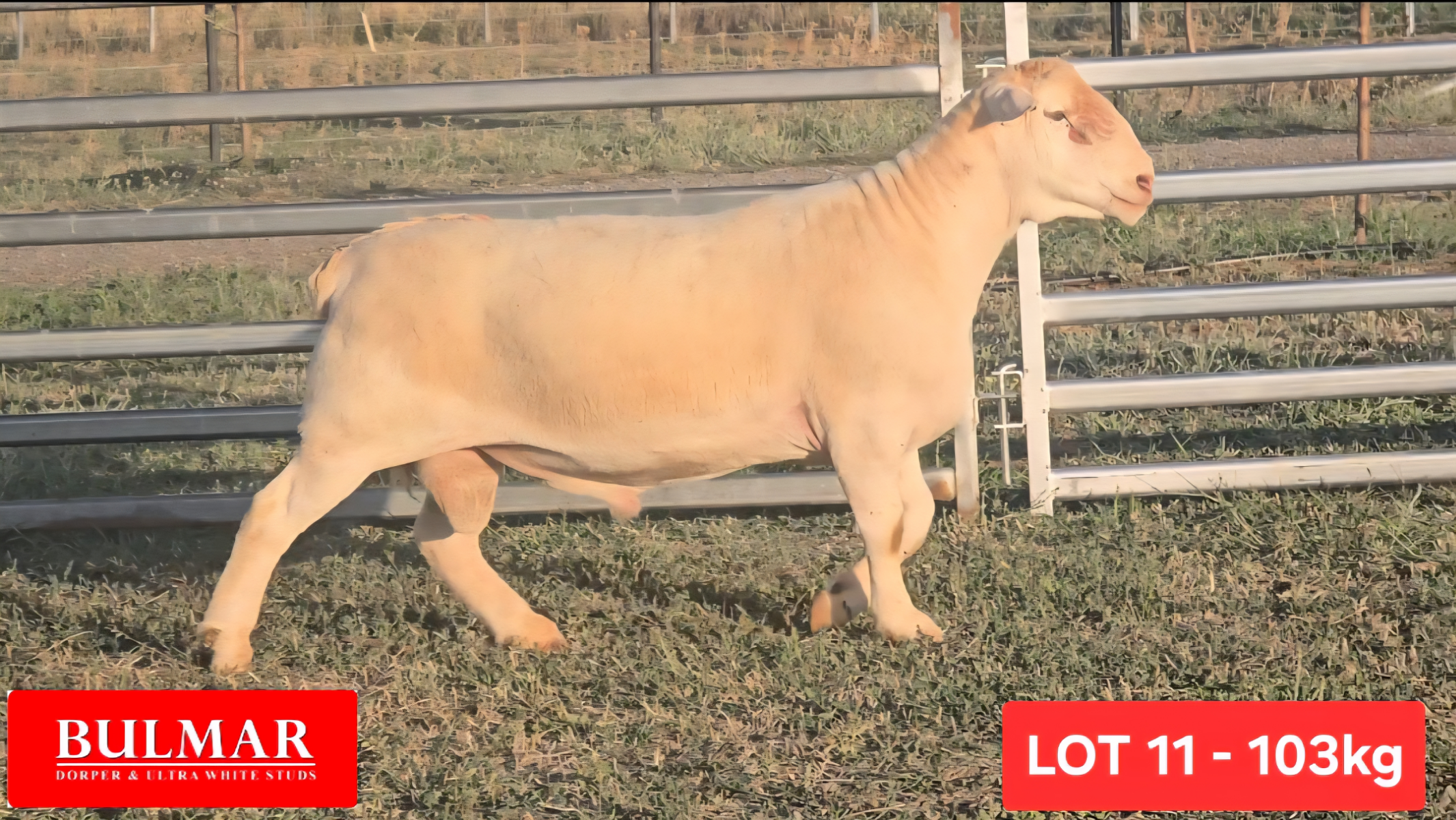 Lot 11 - BULMAR 240421 | AuctionsPlus