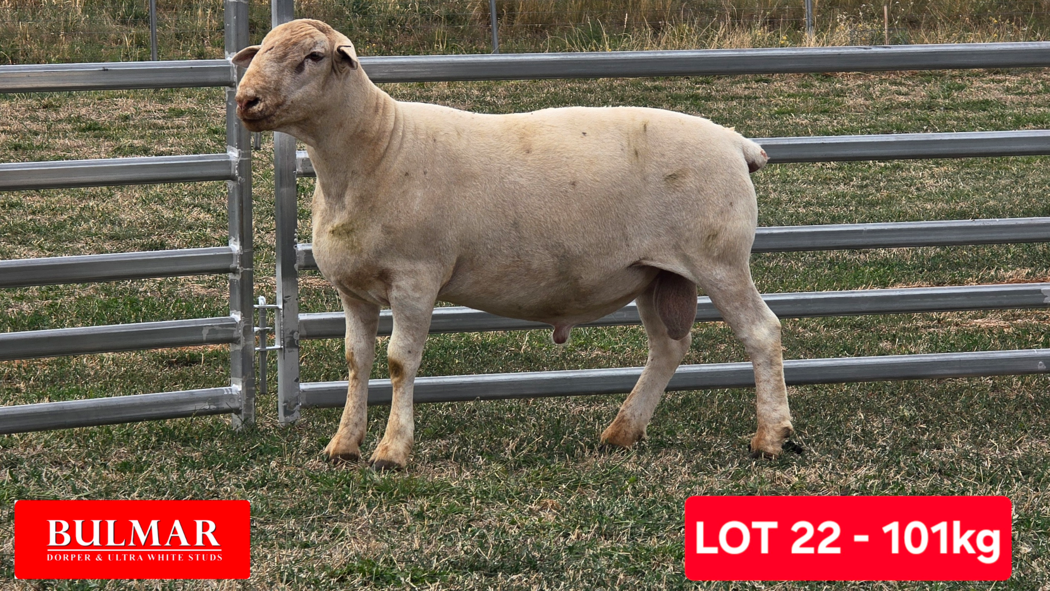 Lot 22 - BULMAR 240400 | AuctionsPlus
