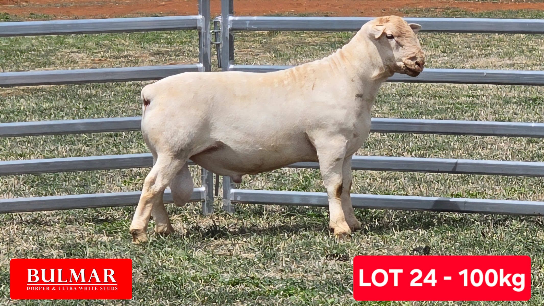 Lot 24 - BULMAR 240687 | AuctionsPlus
