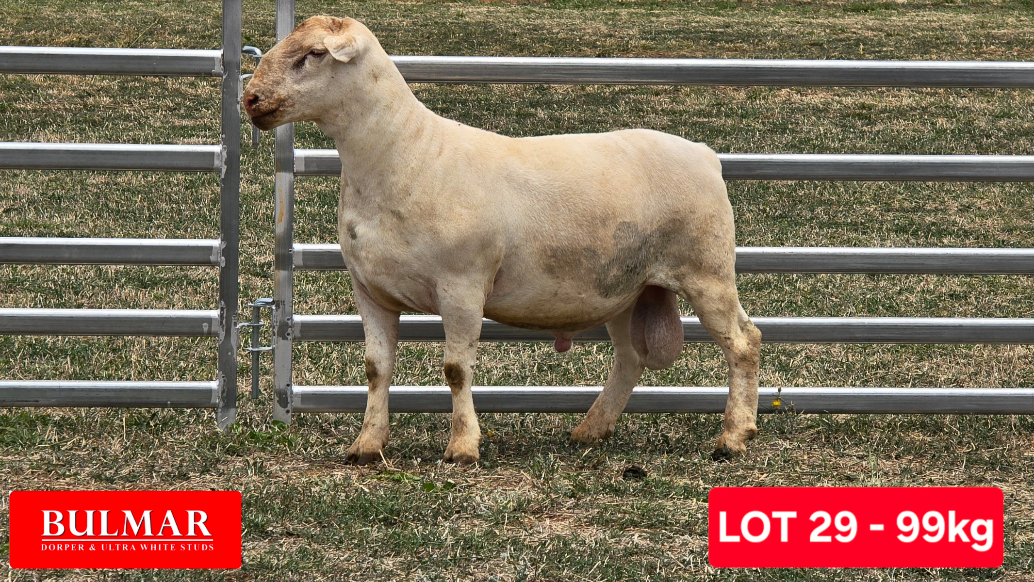 Lot 29 - BULMAR 240612 | AuctionsPlus