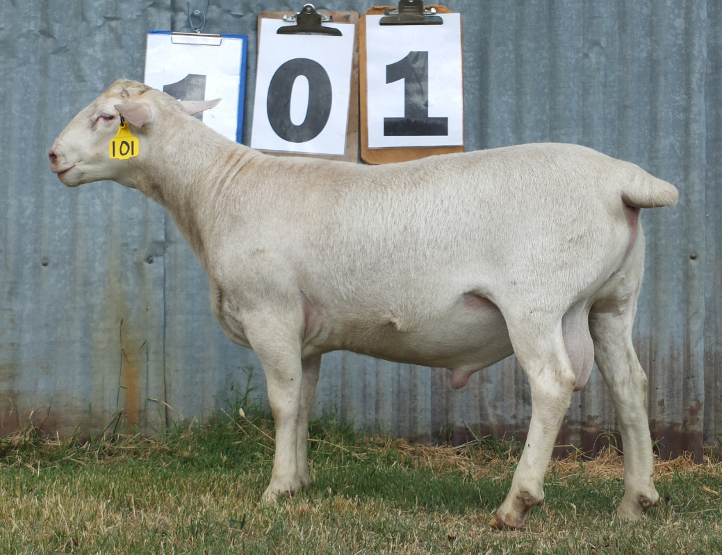 Lot 101 - Tag-251908 | AuctionsPlus