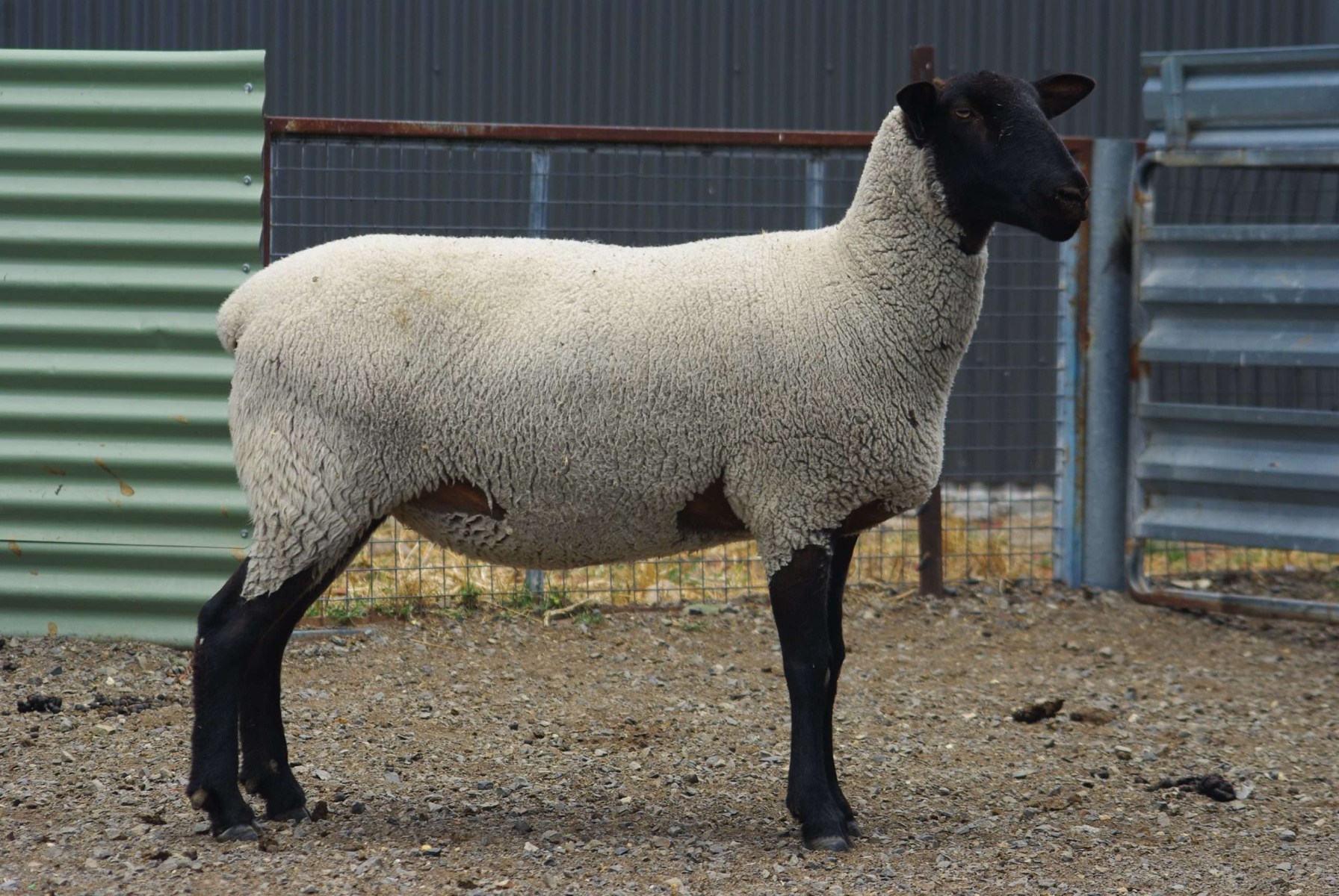 HOPEA Hopea 24/414 | AuctionsPlus