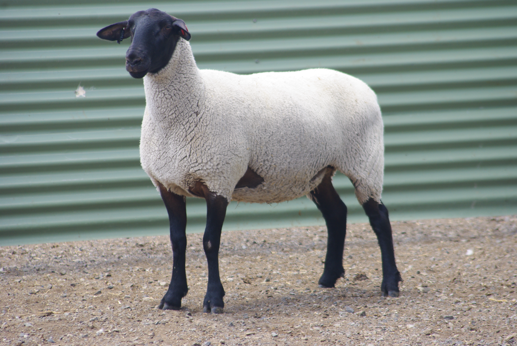 HOPEA Hopea 24/511 | AuctionsPlus