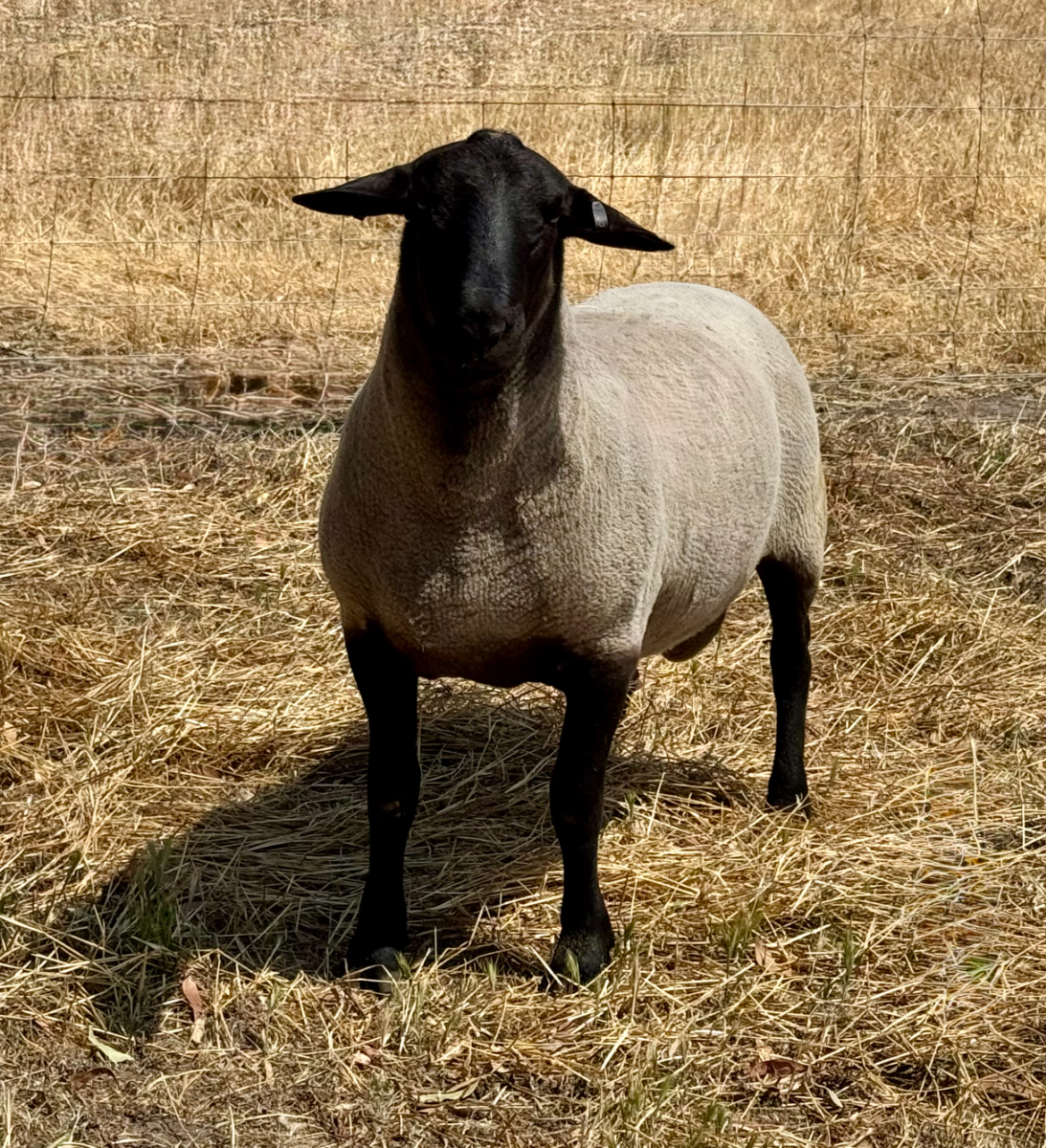 Lot 35 - Flekapie Ram 242459 | AuctionsPlus