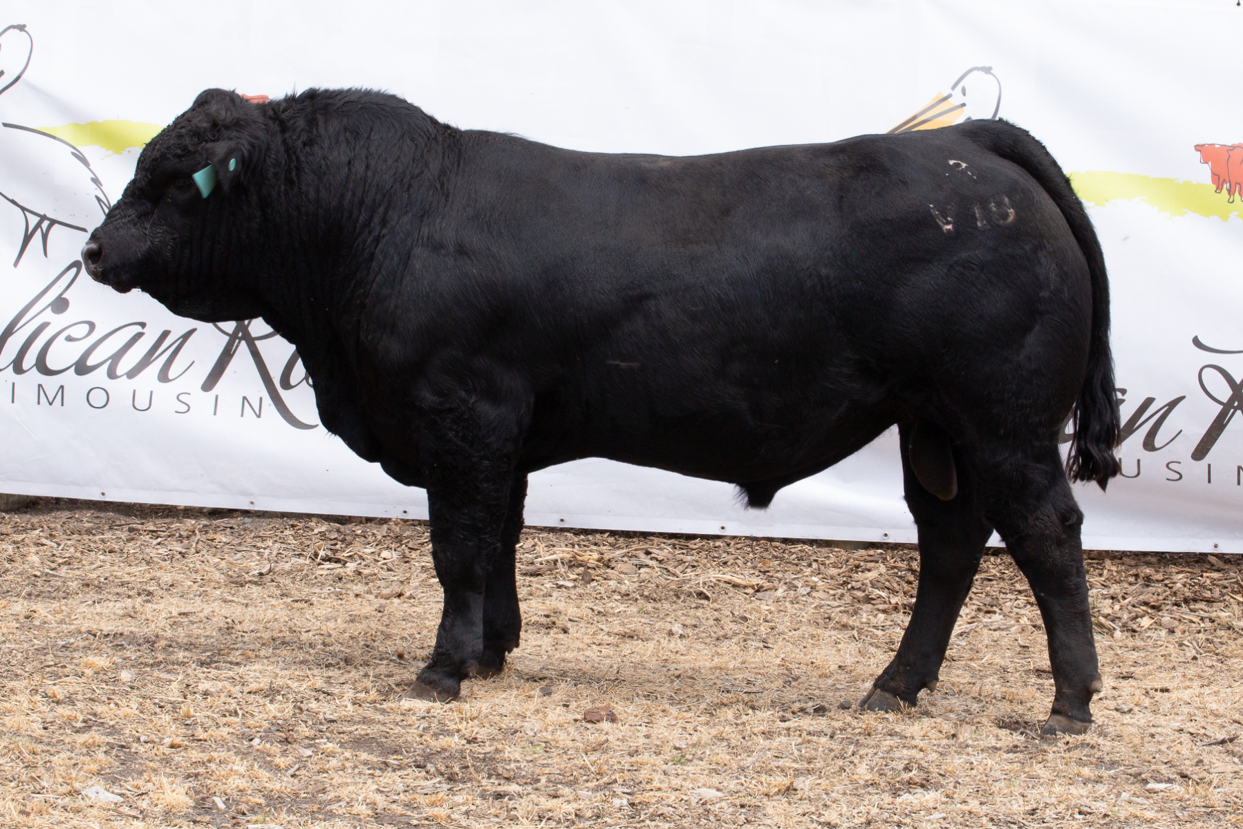 PELICAN RISE VELOCITY V18 (P B AA) | AuctionsPlus