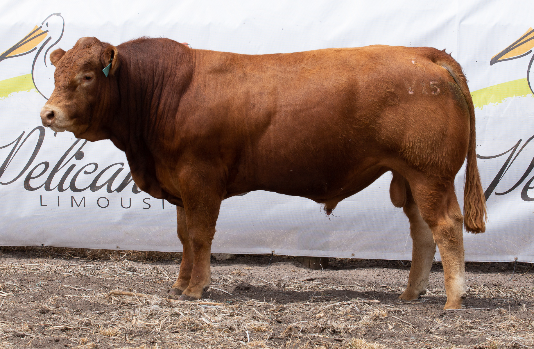 PELICAN RISE VAN DAM V15 (PP A AA) | AuctionsPlus