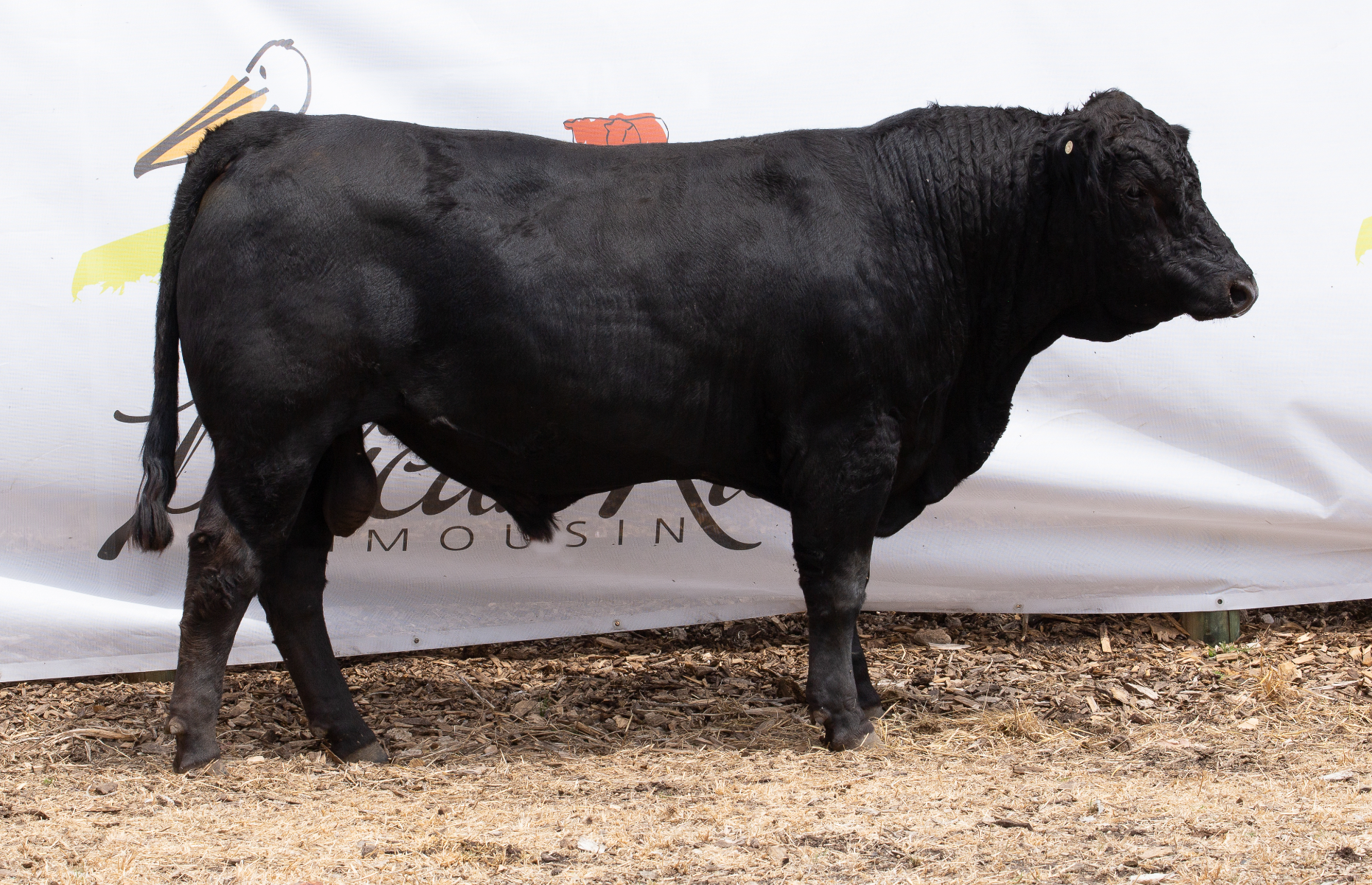 PELICAN RISE VICAR V11 (PP BB AC) | AuctionsPlus