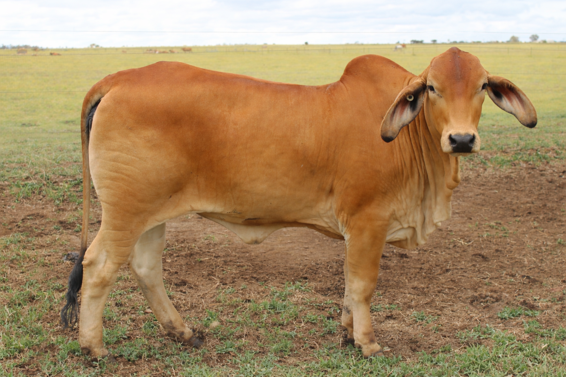 IRON ROCK SKYLAR 55/4 (PS) | AuctionsPlus