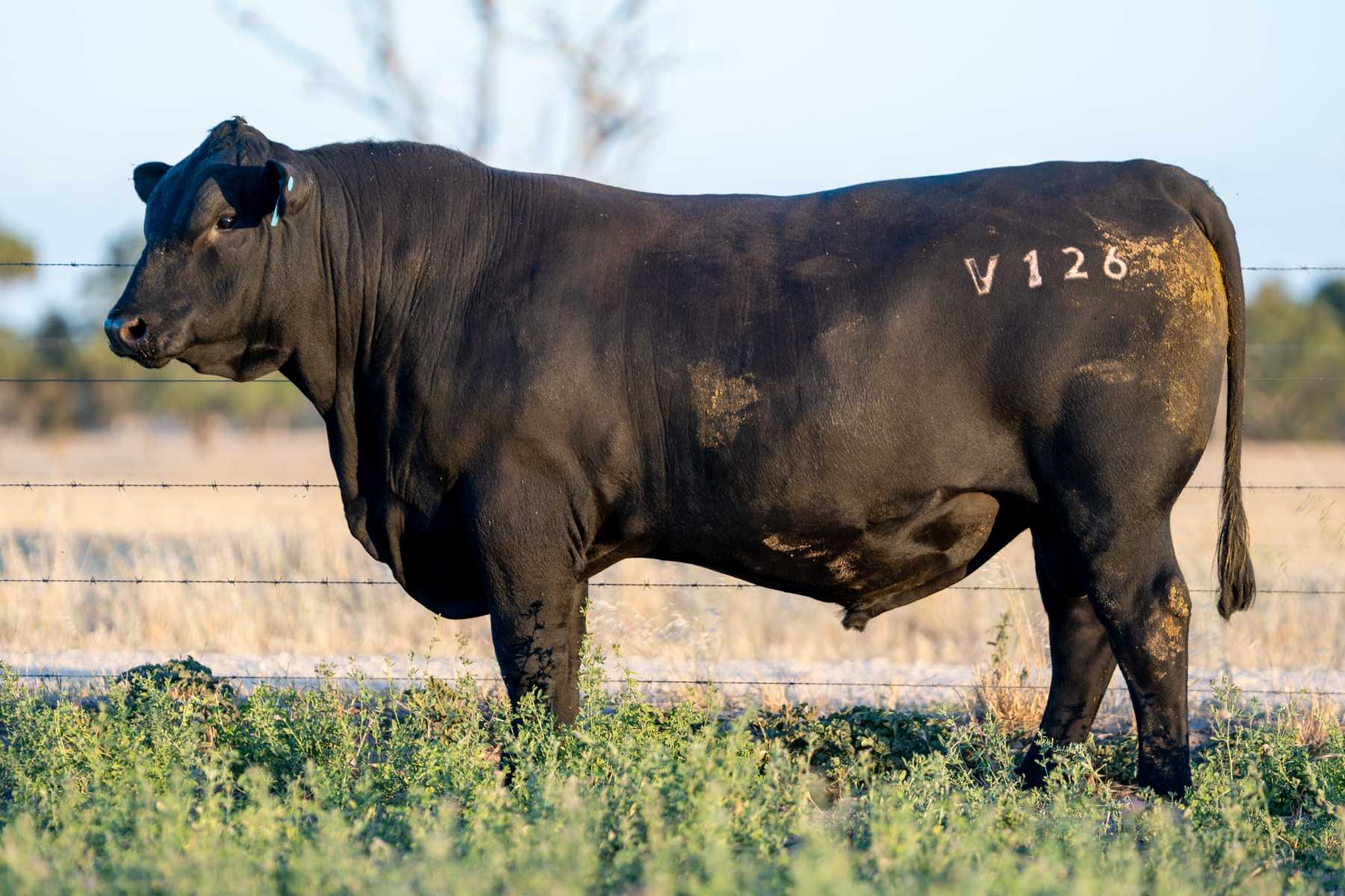 Lot 22 - KERINGA VADA V126 | AuctionsPlus