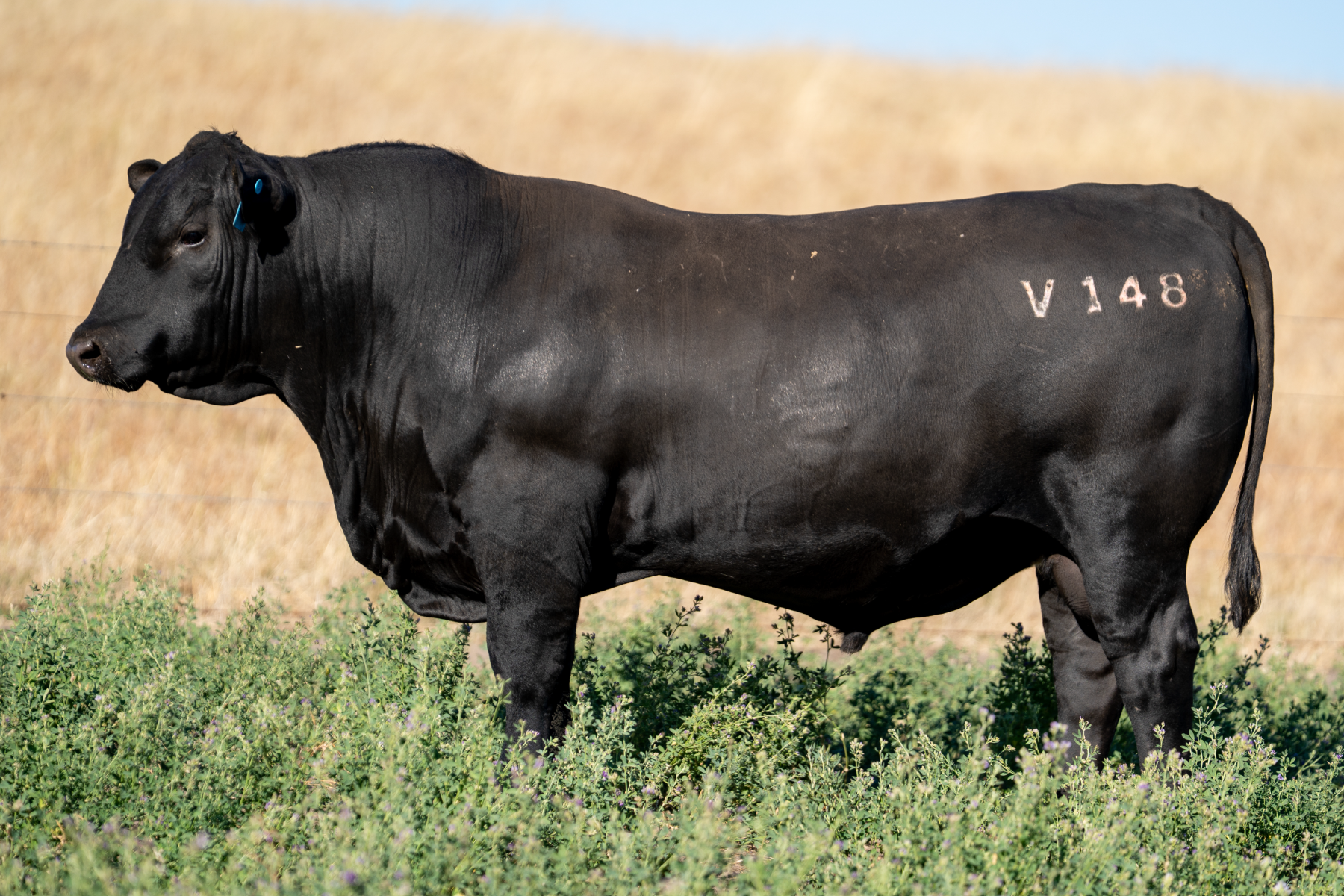 Lot 28 - KERINGA VADA V148 | AuctionsPlus