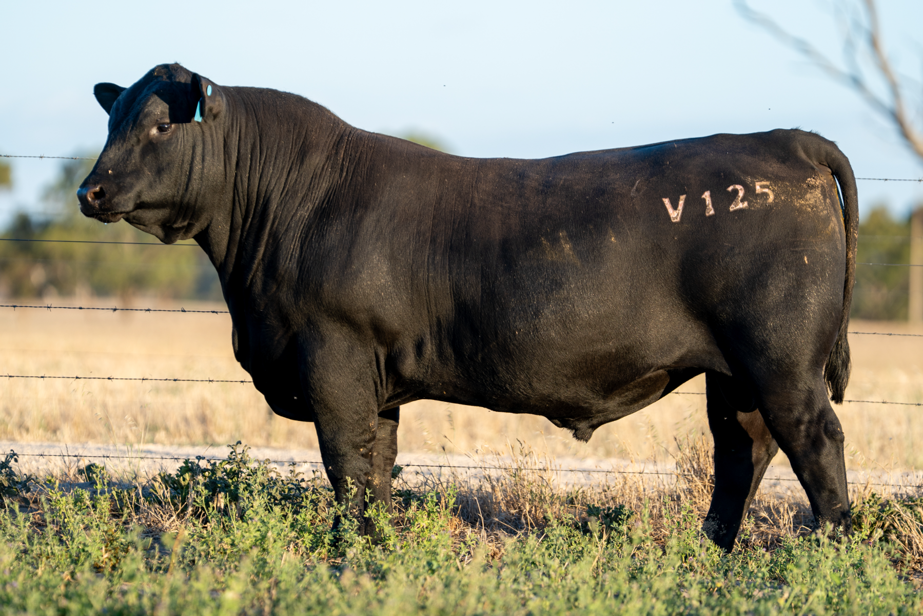 Lot 36 - KERINGA VADA V125 | AuctionsPlus