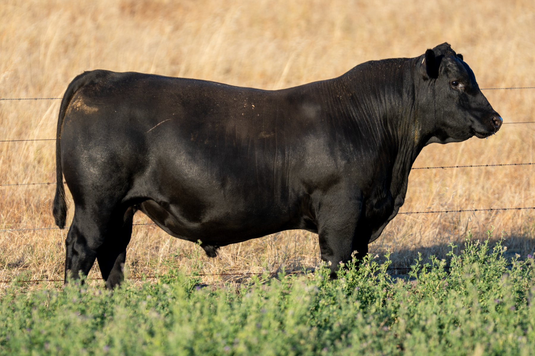 Lot 42 - KERINGA VALOUR V190 | AuctionsPlus