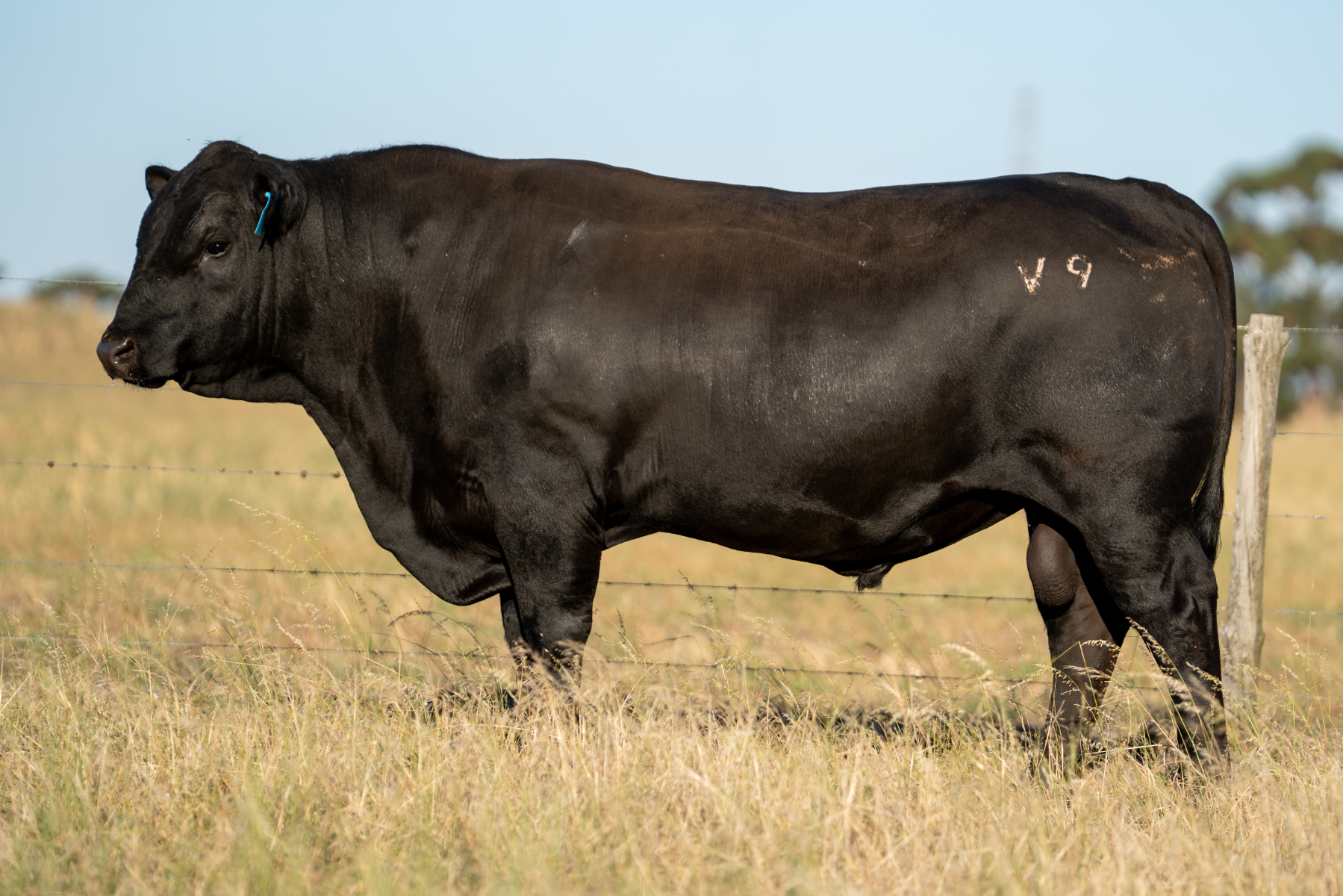 Lot 3 - KERINGA VIRTUAL V9 | AuctionsPlus