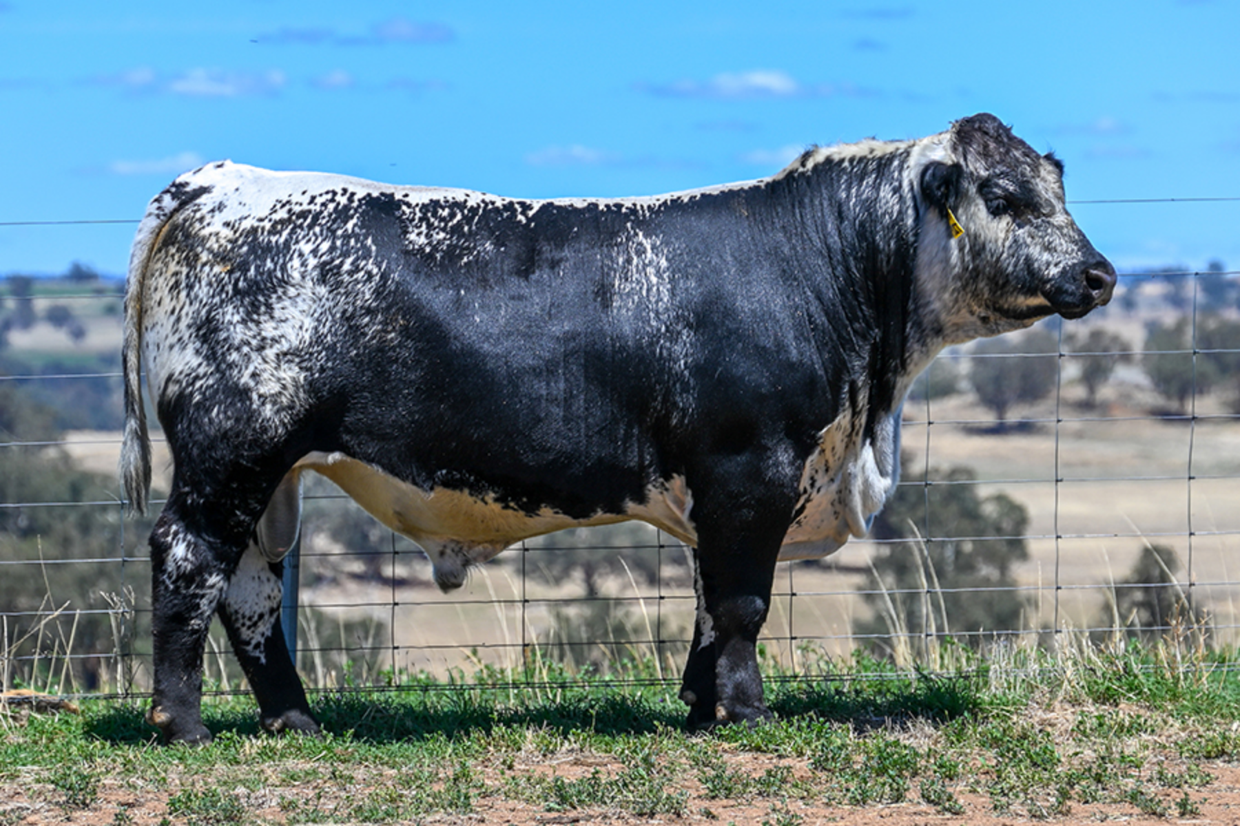 JAD Venom V142 (AI) | AuctionsPlus