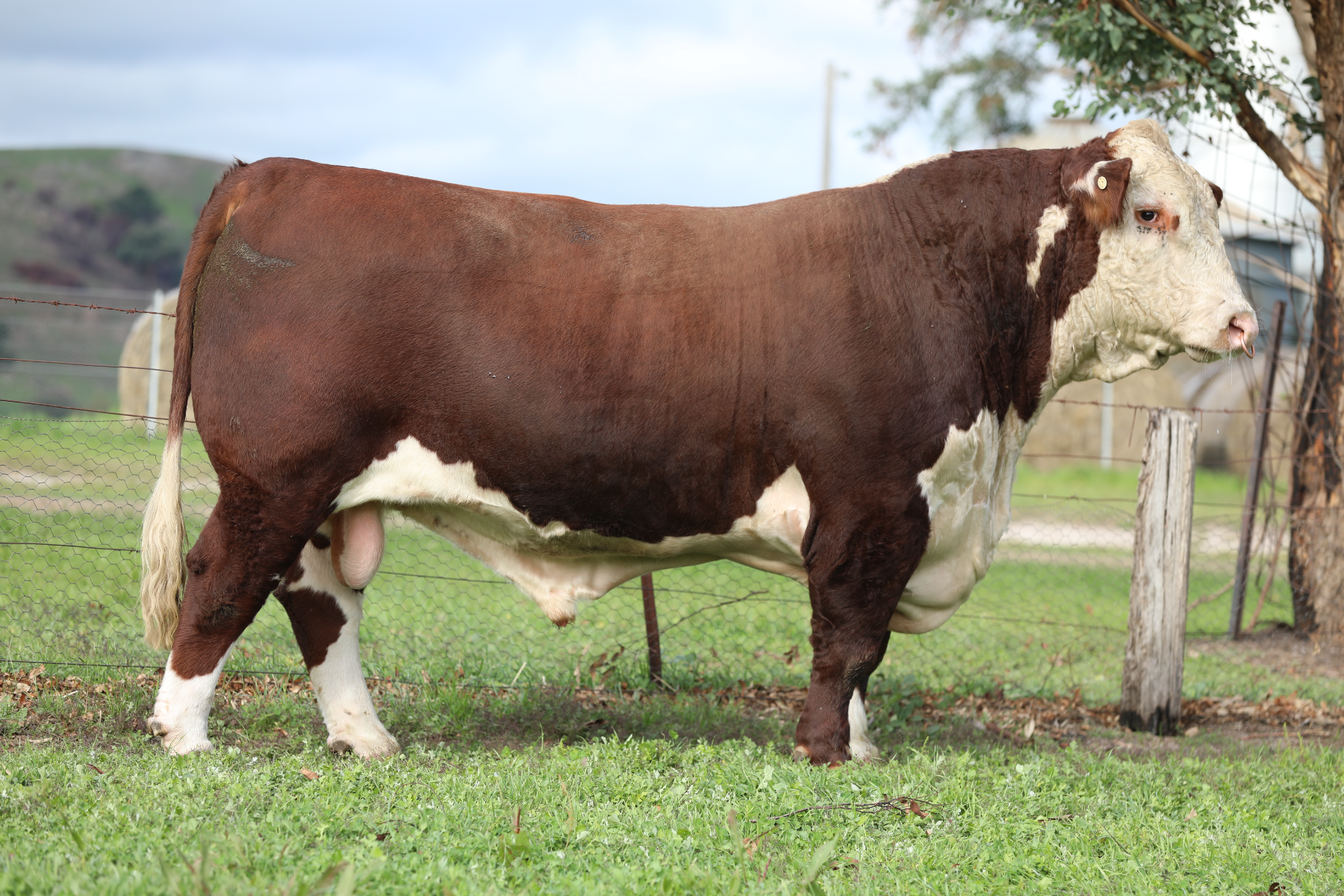 Lot 6 - TARCOMBE PHIL V004 (PP) | AuctionsPlus