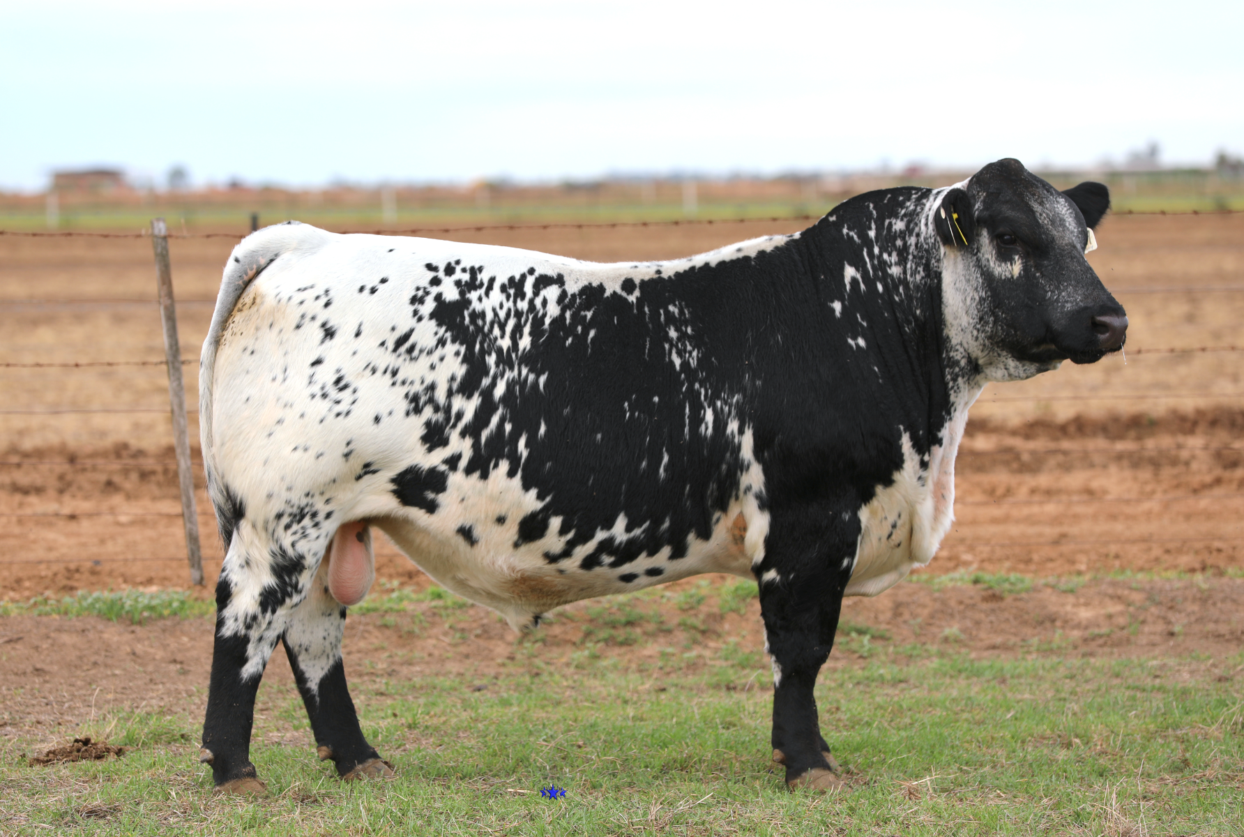 Lot 11 - Black Diamond P207 Victory Dance V3387 | AuctionsPlus