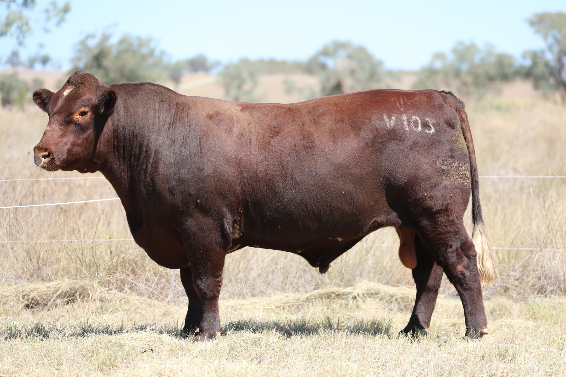 DUBBO NATIONAL SHORTHORN SHOW & SALE - Auction 128193 | AuctionsPlus