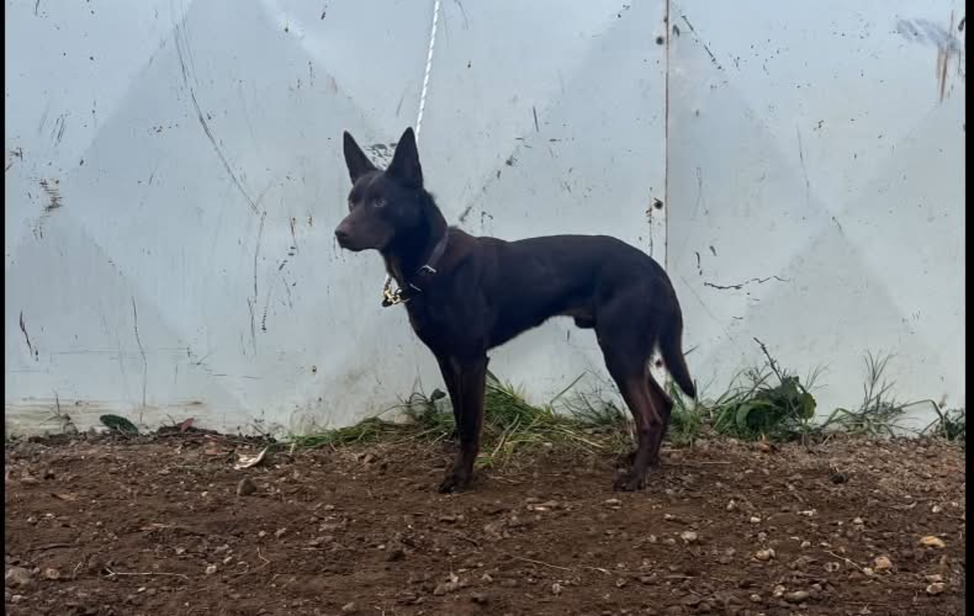 CASTERTON WORKING DOG AUCTION - Auction 127475 | AuctionsPlus