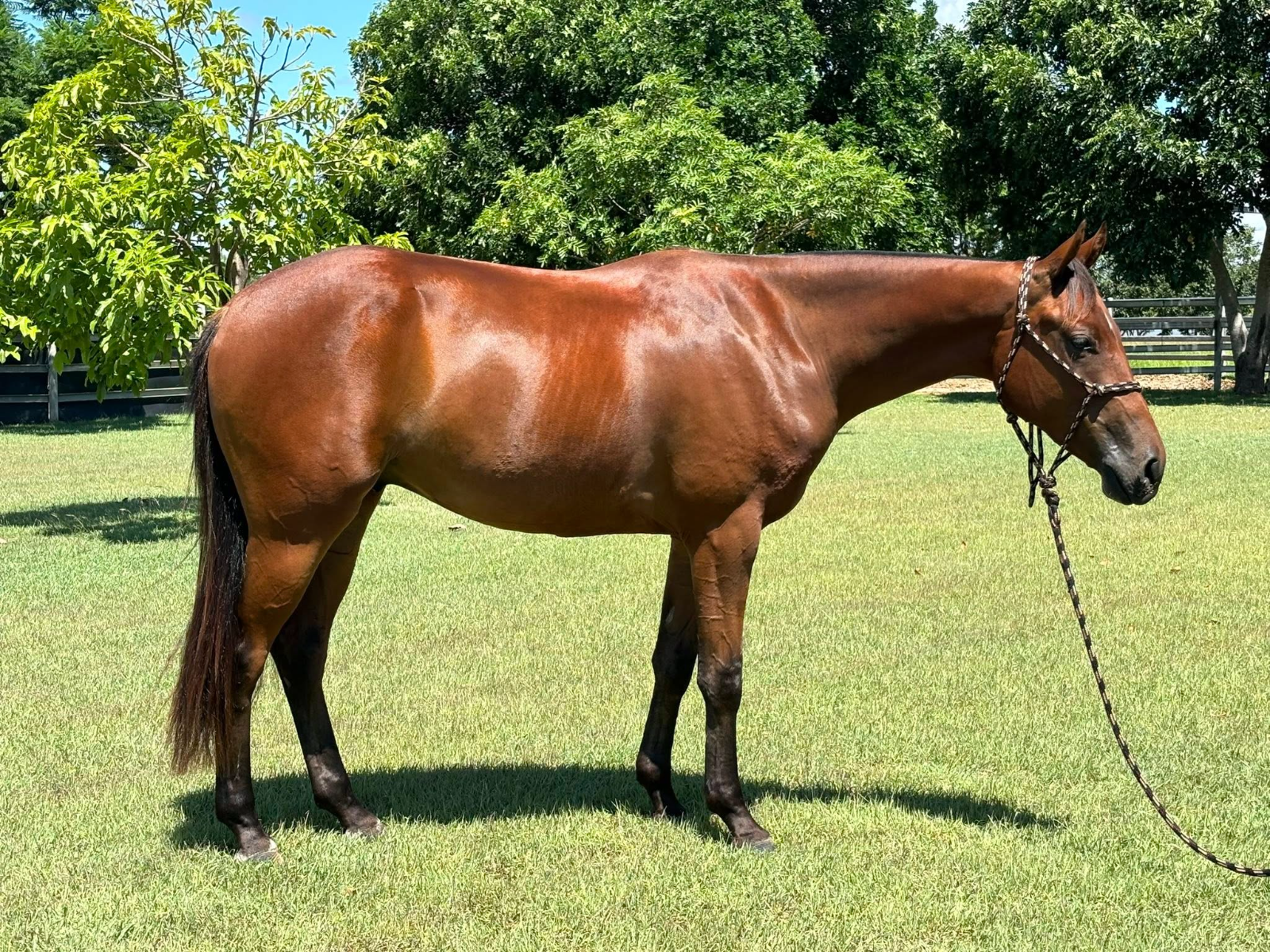 ELDERS AG-GROW ELITE HORSE SALE - Auction 128214 | AuctionsPlus