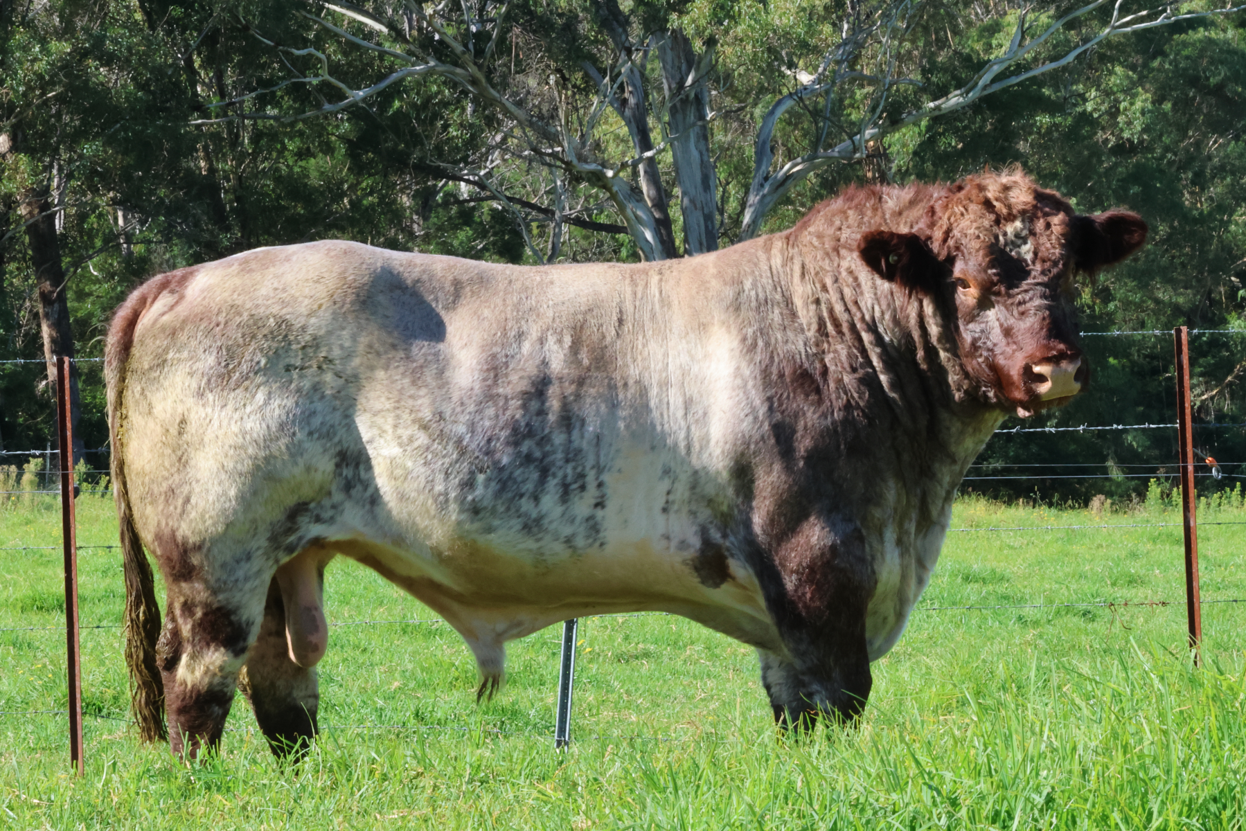 AUCTIONSPLUS WEEKLY CATTLE STUD & GENETICS SALE - Auction 127885 ...