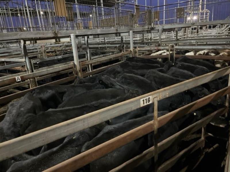 Pen 117-N - 17 Angus X Heifer 386.20kg (Total weight: 6565kg ...