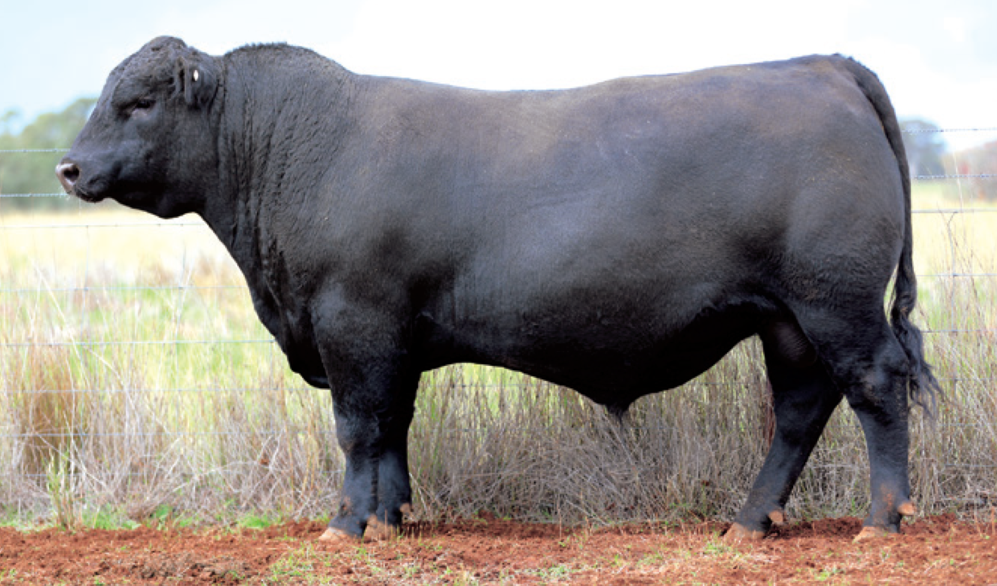 BARANA VORTEX V31 | AuctionsPlus
