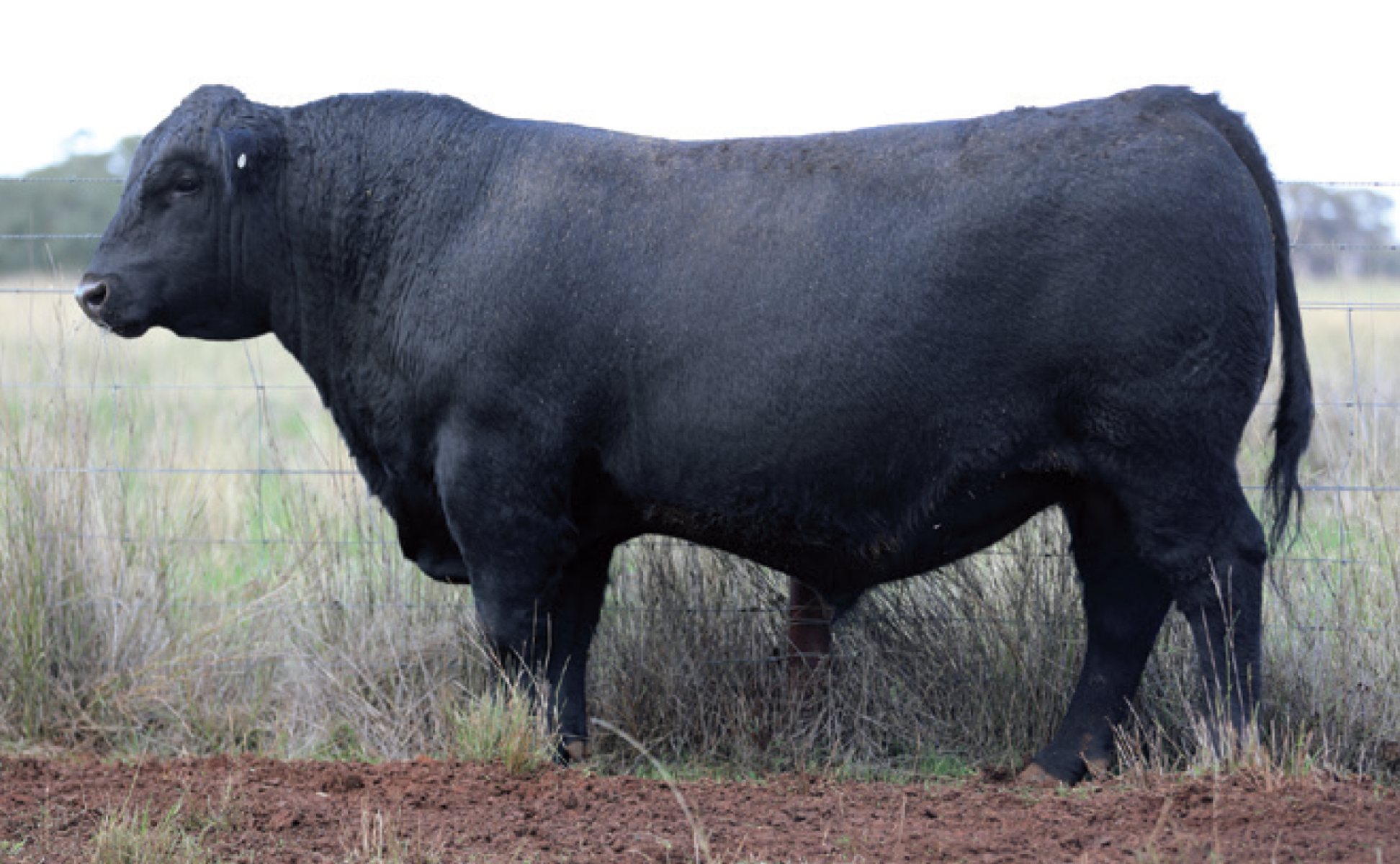 BARANA VLADIMIR V24 | AuctionsPlus