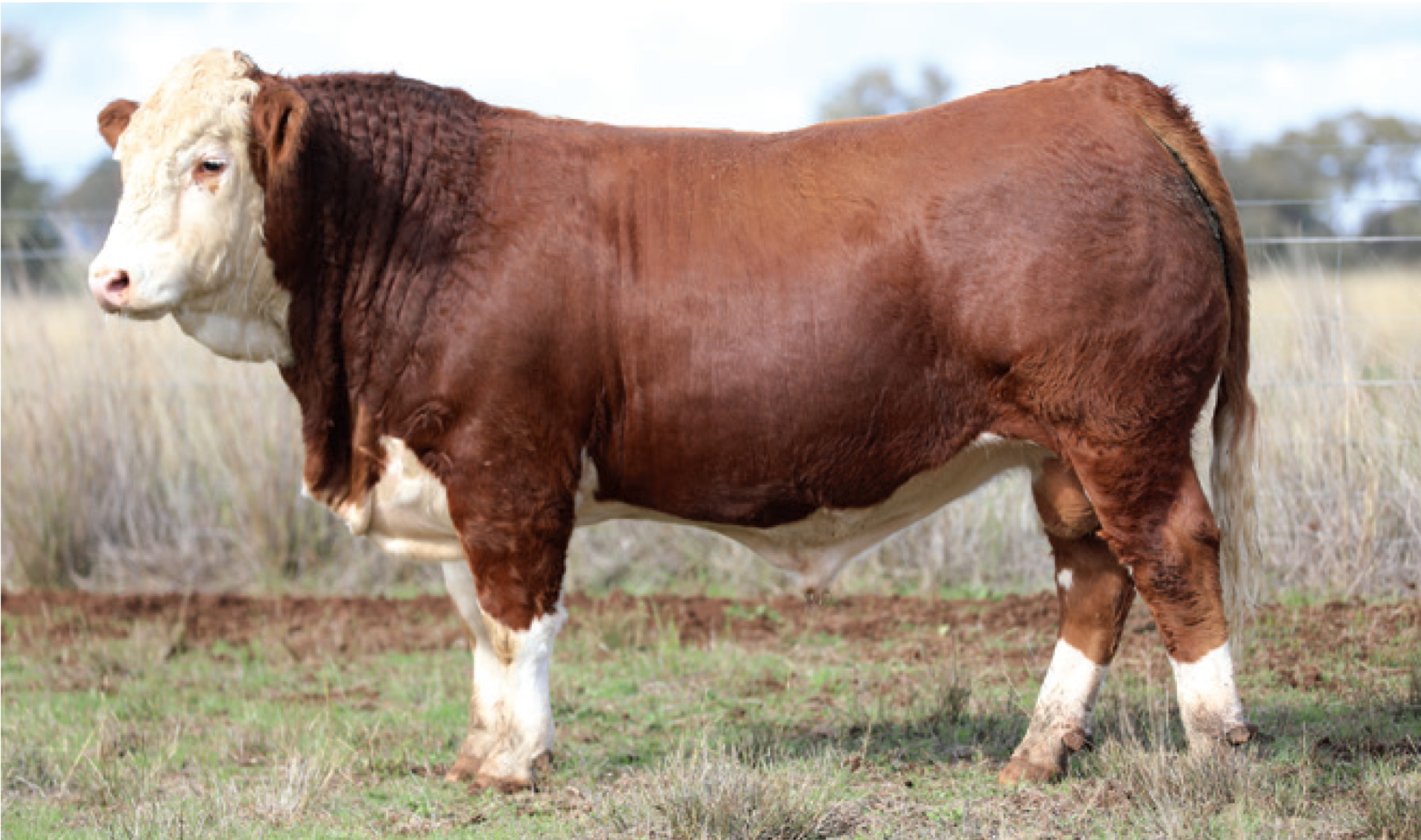 BARANA SIMMENTAL & ANGUS 26TH ANNUAL ON-FARM BULL SALE - Auction 126714 ...