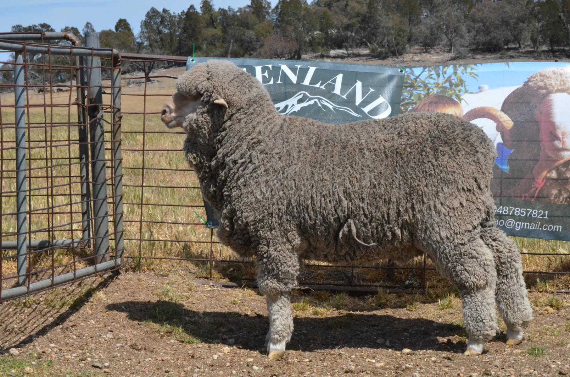 GREENLAND MERINO STUD RAM SALE - Auction 128494 | AuctionsPlus